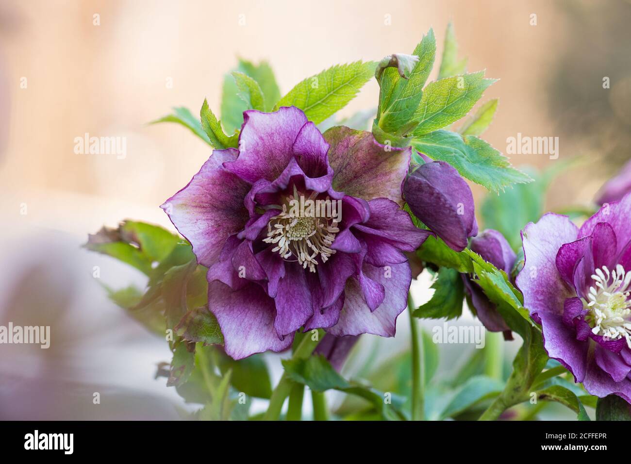 ‘double ellen red’ helleborus hi-res stock photography and images - Alamy