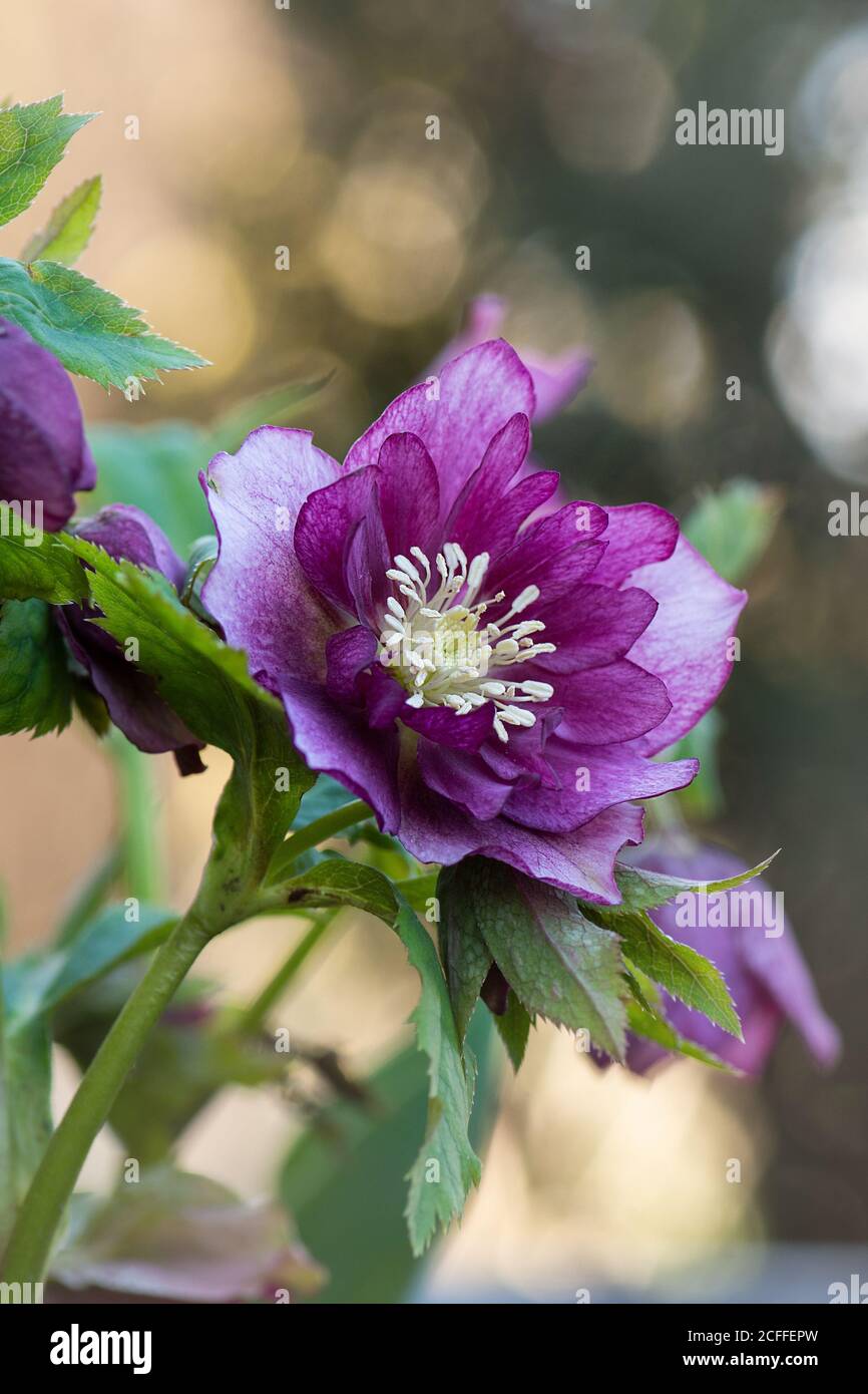 ‘double ellen red’ helleborus hi-res stock photography and images - Alamy