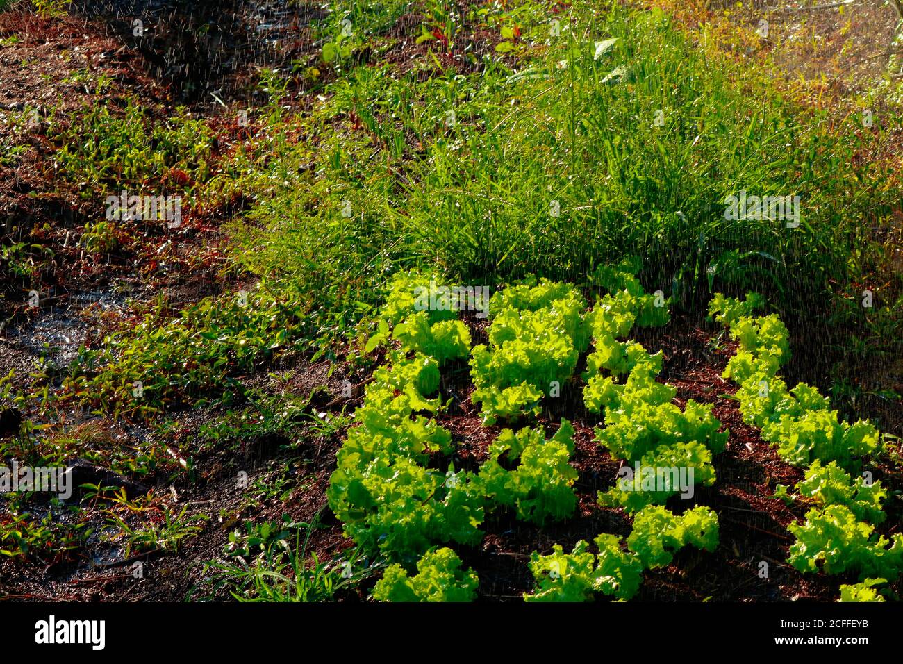 Food production irrigation hi-res stock photography and images - Alamy