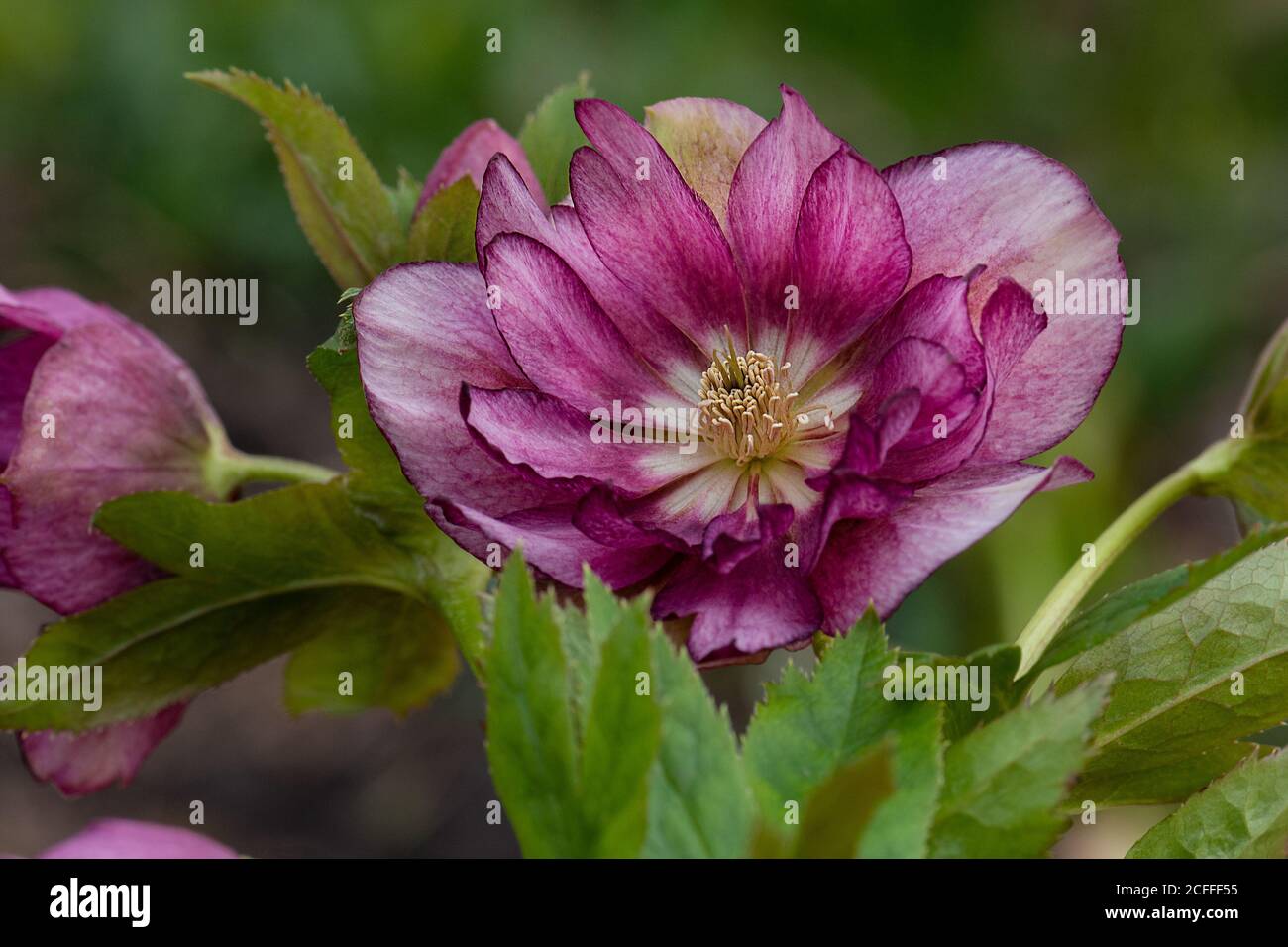 Helleborus double ellen bloom. Hellebore grows in the garden. Hellebore ...