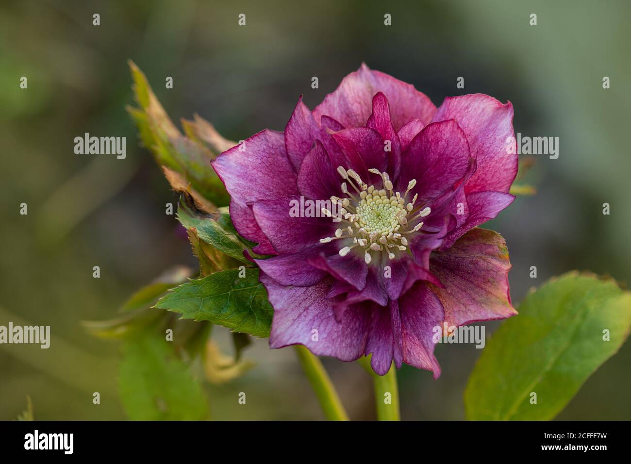 Hellebore Double Ellen Picotee. Hellebore purple pink flower Double ...