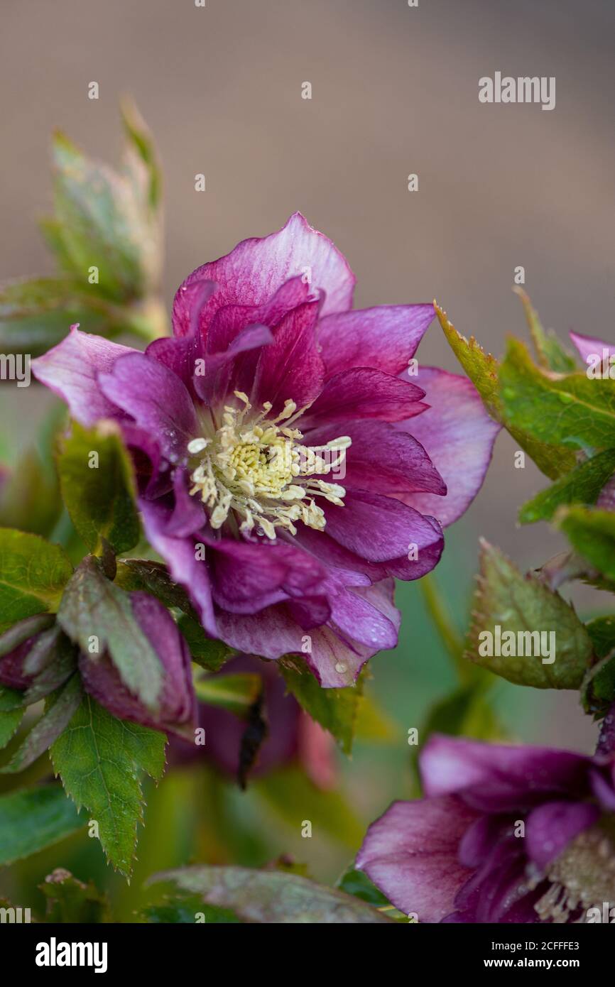 Hellebore grows in the garden. Helleborus Prince Double Red Stock Photo ...