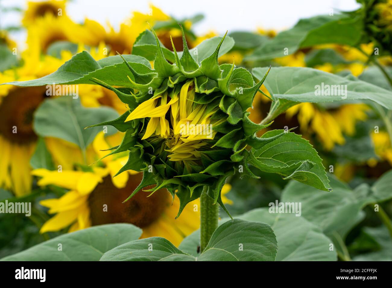 Opening sunflowers in a field with leaves Stock Photo - Alamy