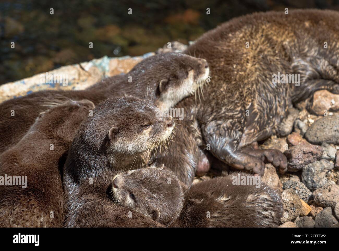 Nutria Family High Resolution Stock Photography and Images - Alamy