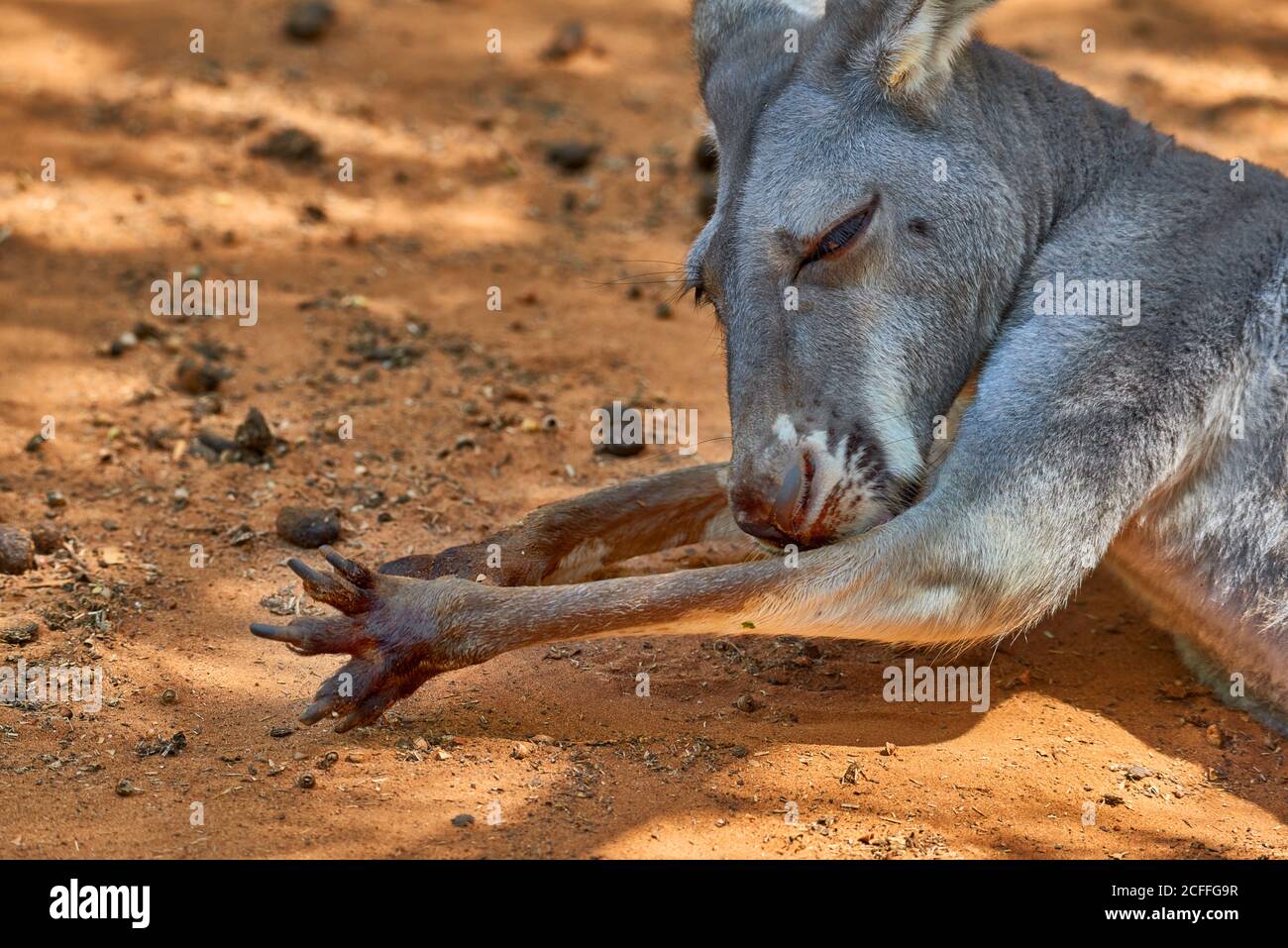 Kangaroo portrait in the zoo on a hot day Stock Photo - Alamy