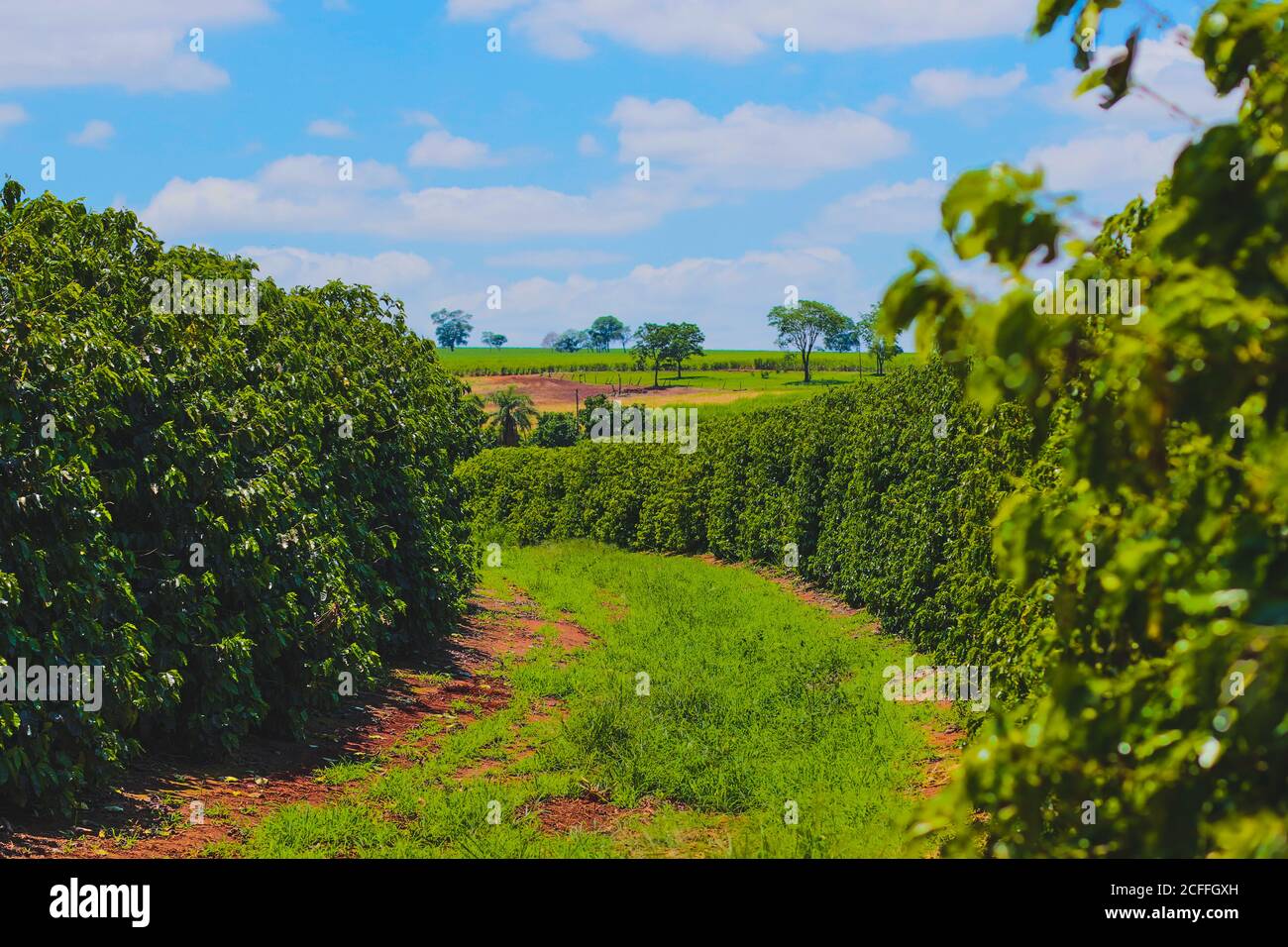 Coffee field landscape industry on farm on a cloudy day Stock Photo - Alamy