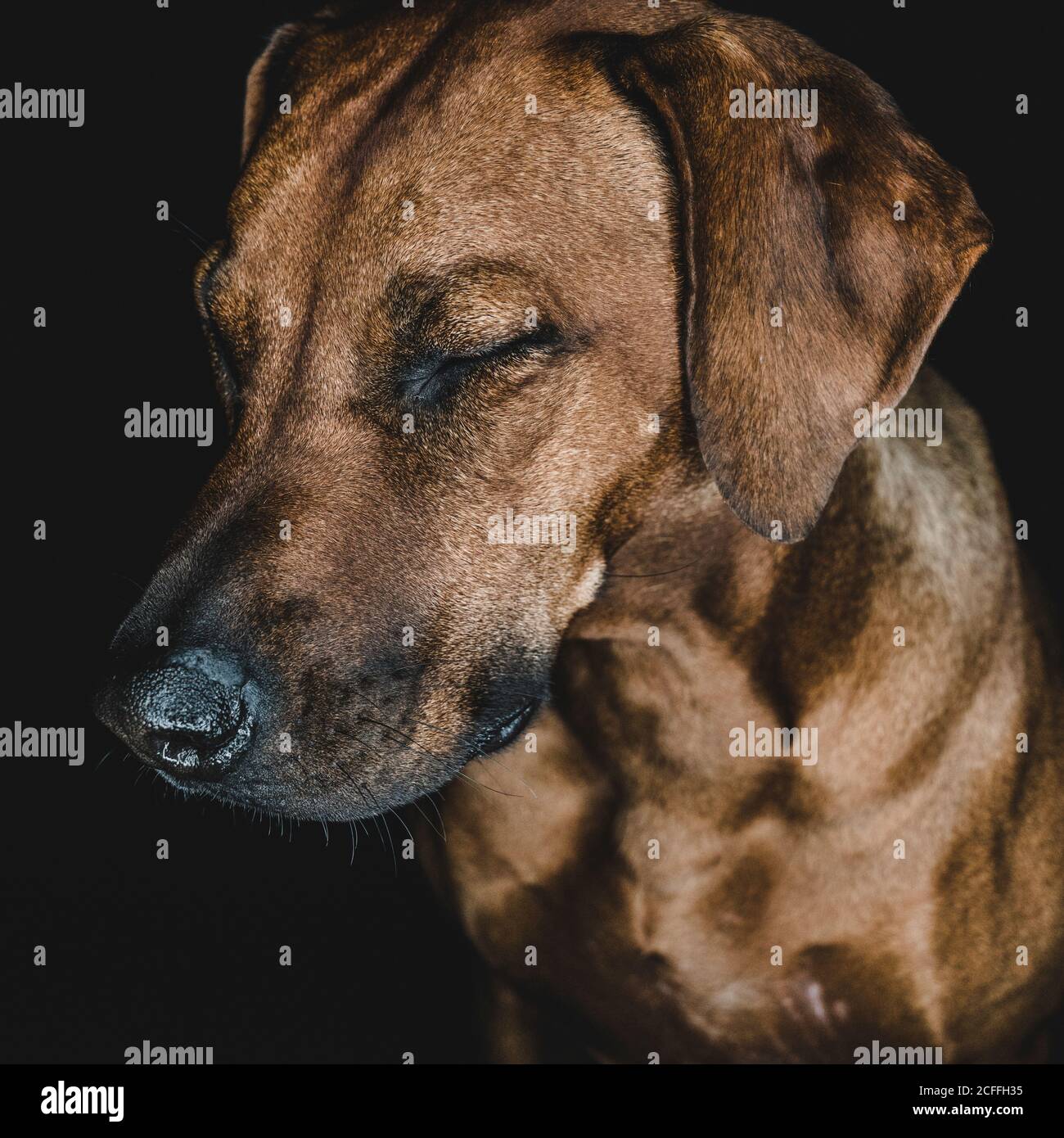 Purebred Ridgeback dog on black background Stock Photo - Alamy