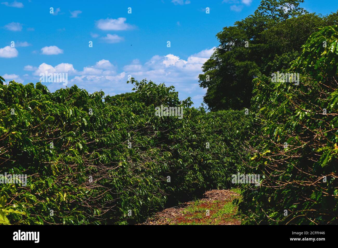 Coffee field landscape industry on farm on a cloudy day Stock Photo - Alamy