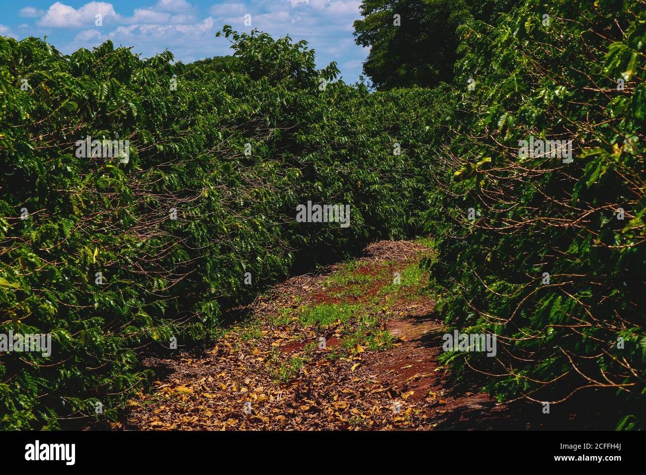 Coffee field landscape industry on farm on a cloudy day Stock Photo - Alamy