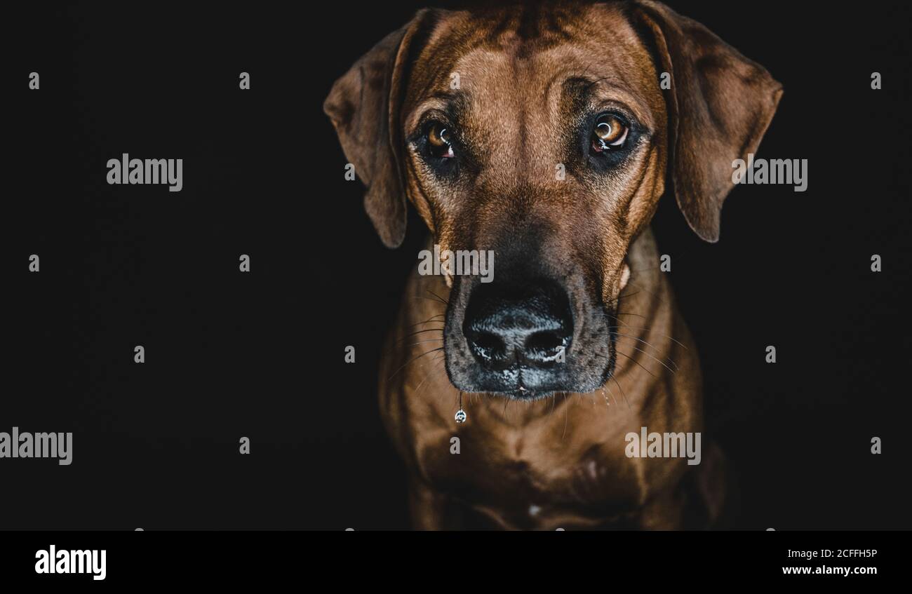 Purebred Ridgeback dog on black background Stock Photo - Alamy