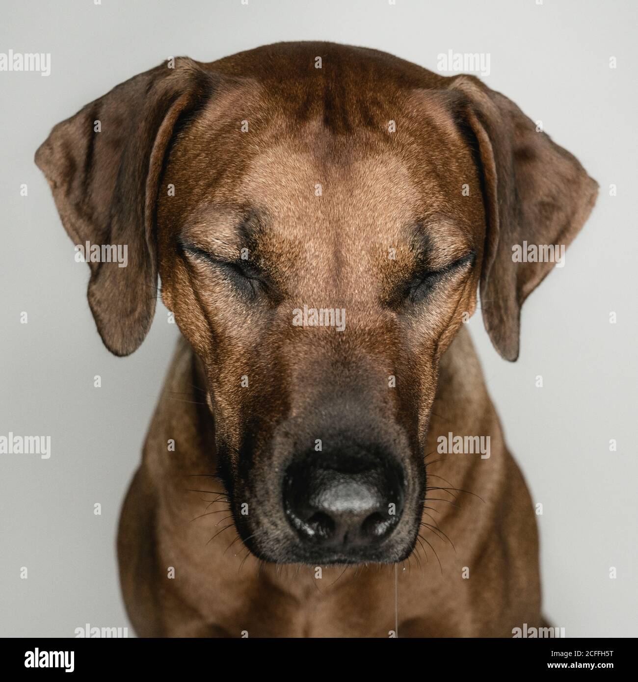 Selective focus rhodesian ridgeback hi-res stock photography and images ...