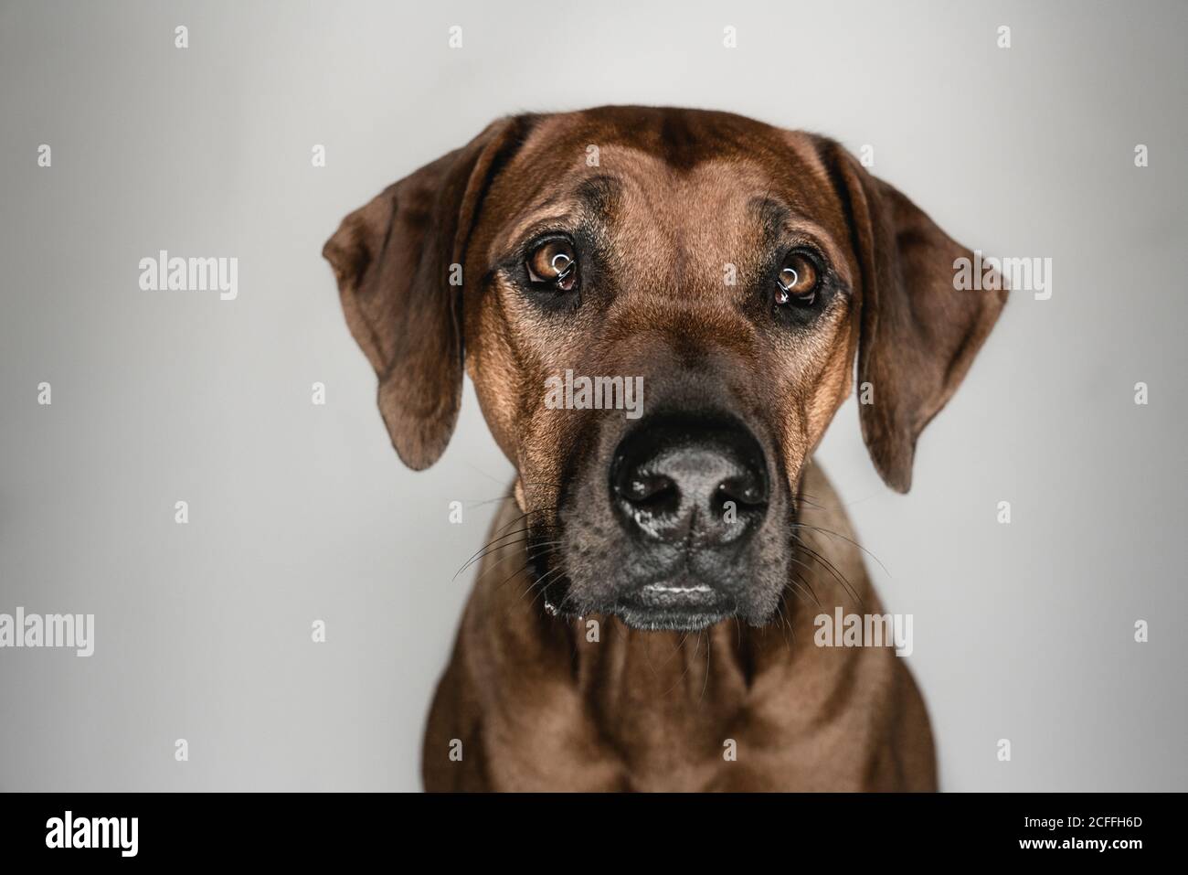 Purebred Ridgeback dog on white background Stock Photo - Alamy