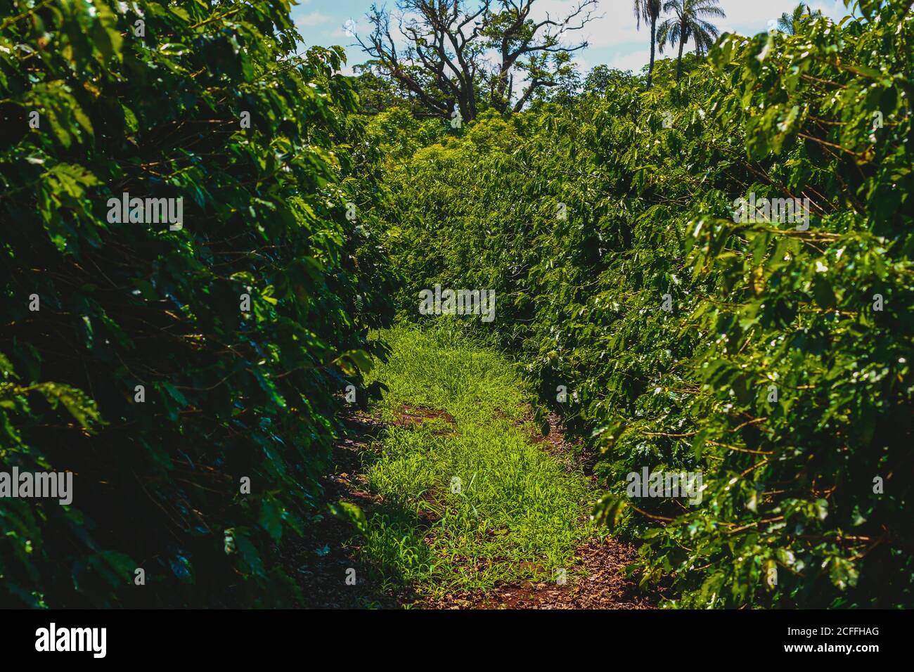 Coffee farm mexico hi-res stock photography and images - Alamy
