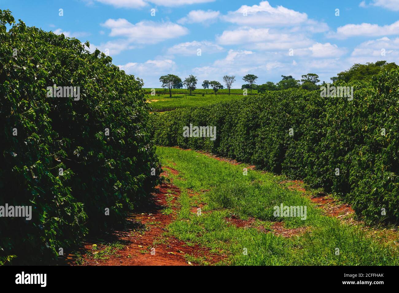 Coffee field landscape industry on farm on a cloudy day Stock Photo - Alamy