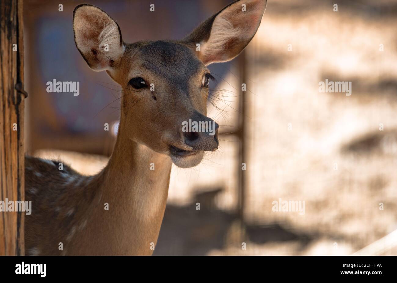 Doe's portrait in the zoo Stock Photo - Alamy
