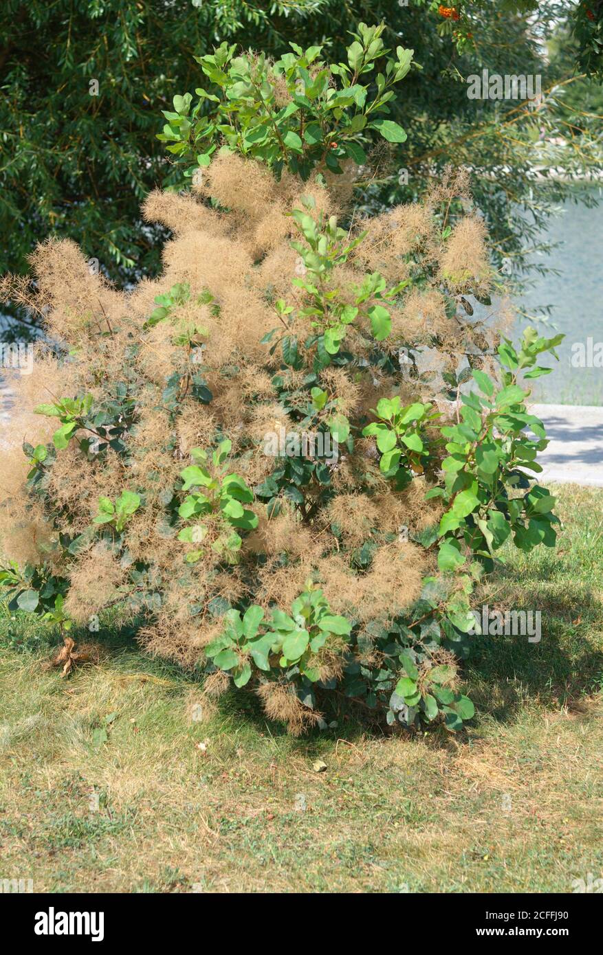 Fluffy tree hi-res stock photography and images - Alamy