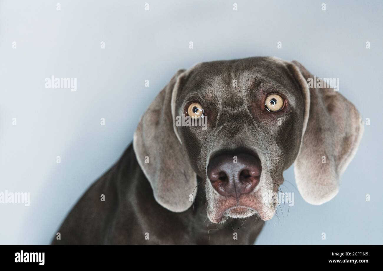 Funny Weimaraner dog on white background Stock Photo - Alamy