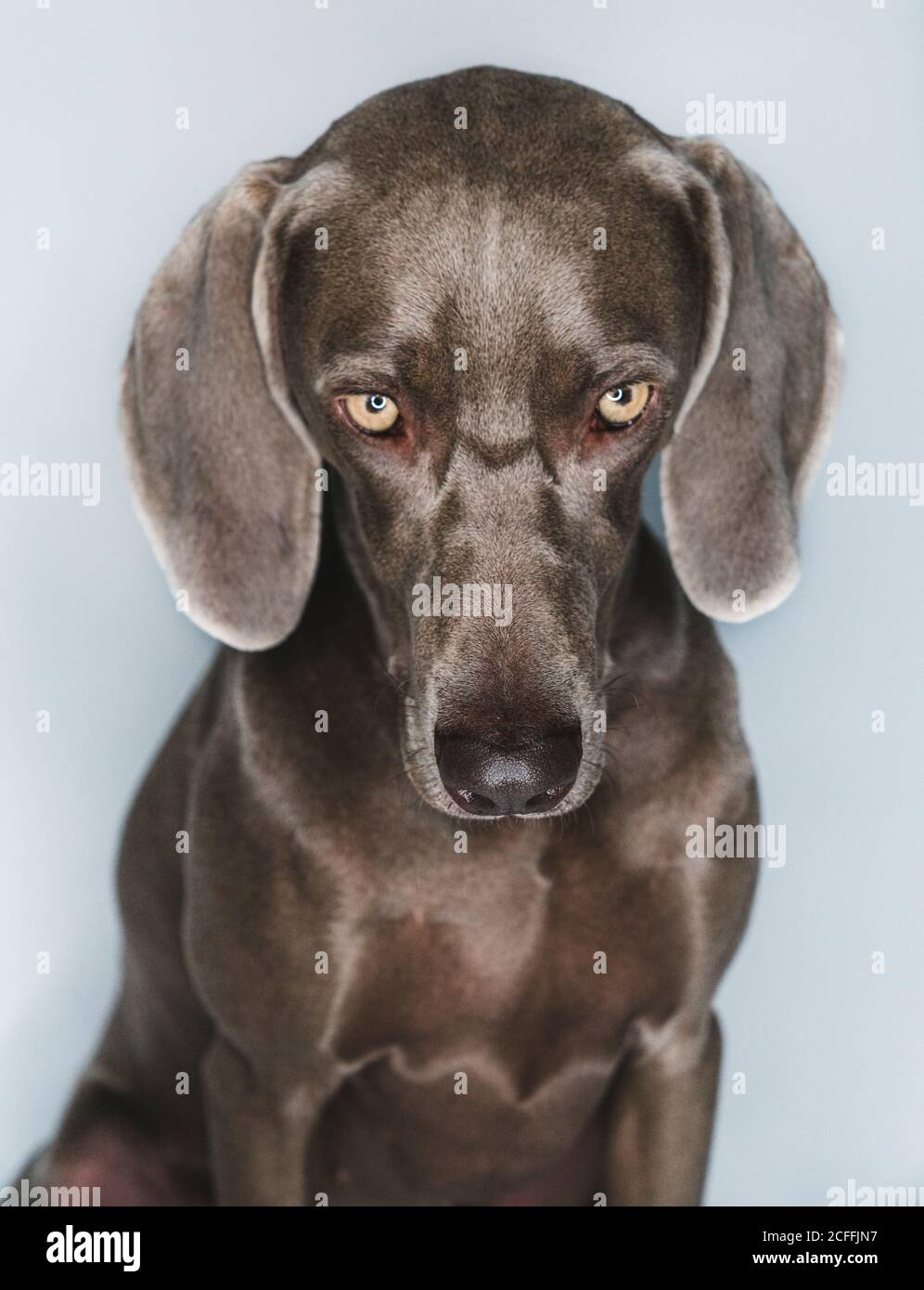 Vertical shot head weimaraner hi-res stock photography and images - Alamy