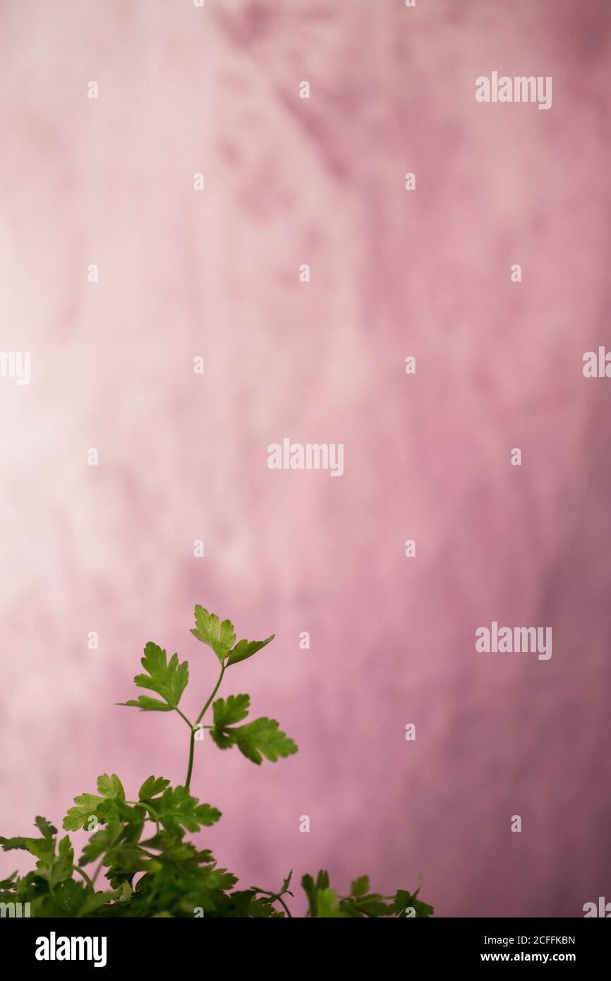 Leaves of fresh green parsley against pink background Stock Photo - Alamy