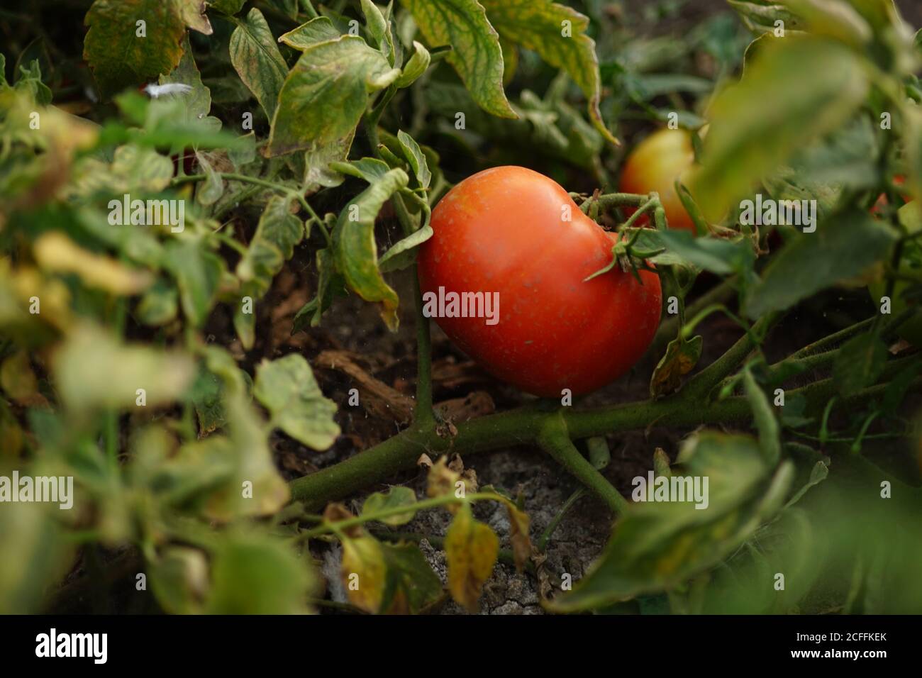 Ripe garden tomatoes grow in summer garden Stock Photo - Alamy