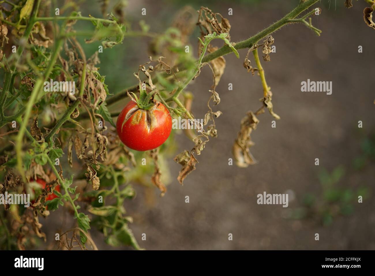 Crack in a tomato hi-res stock photography and images - Alamy