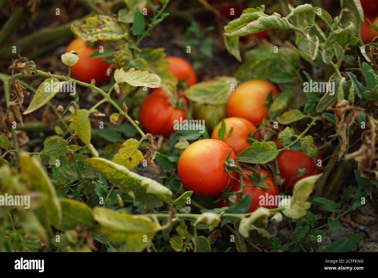 Ripe garden tomatoes grow in summer garden Stock Photo - Alamy