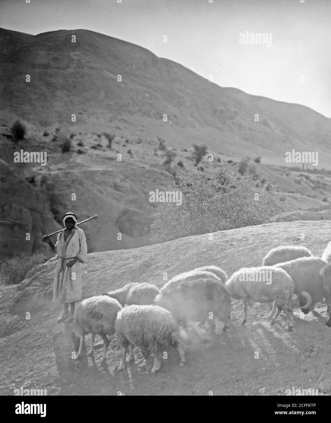 Early 1900s sheep and shepherd hi-res stock photography and images - Alamy