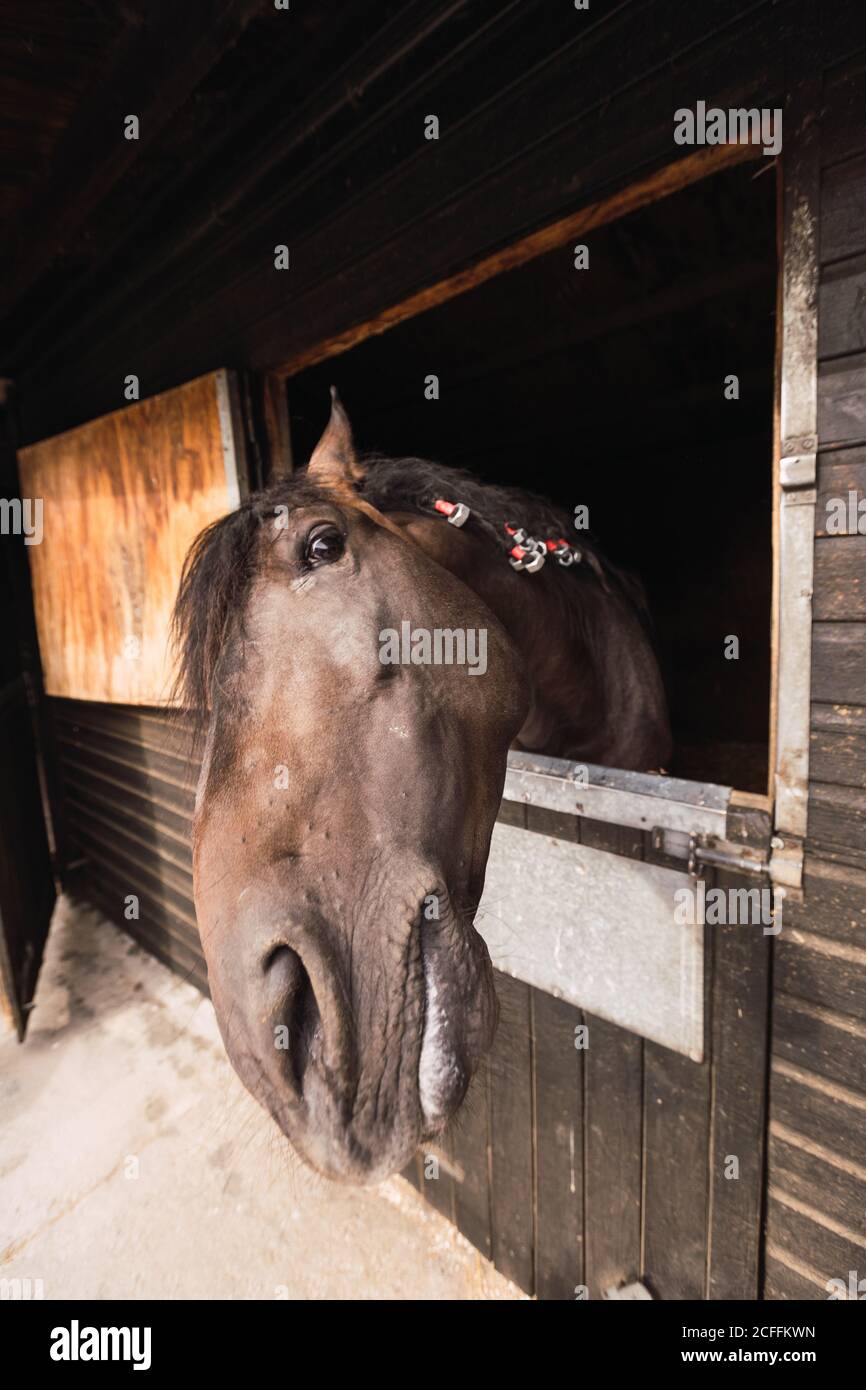 Brown horse in wooden stable Stock Photo - Alamy