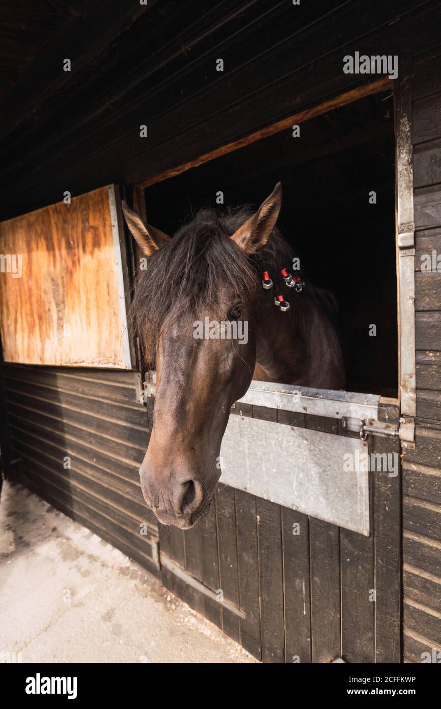 Brown horse in wooden stable Stock Photo - Alamy