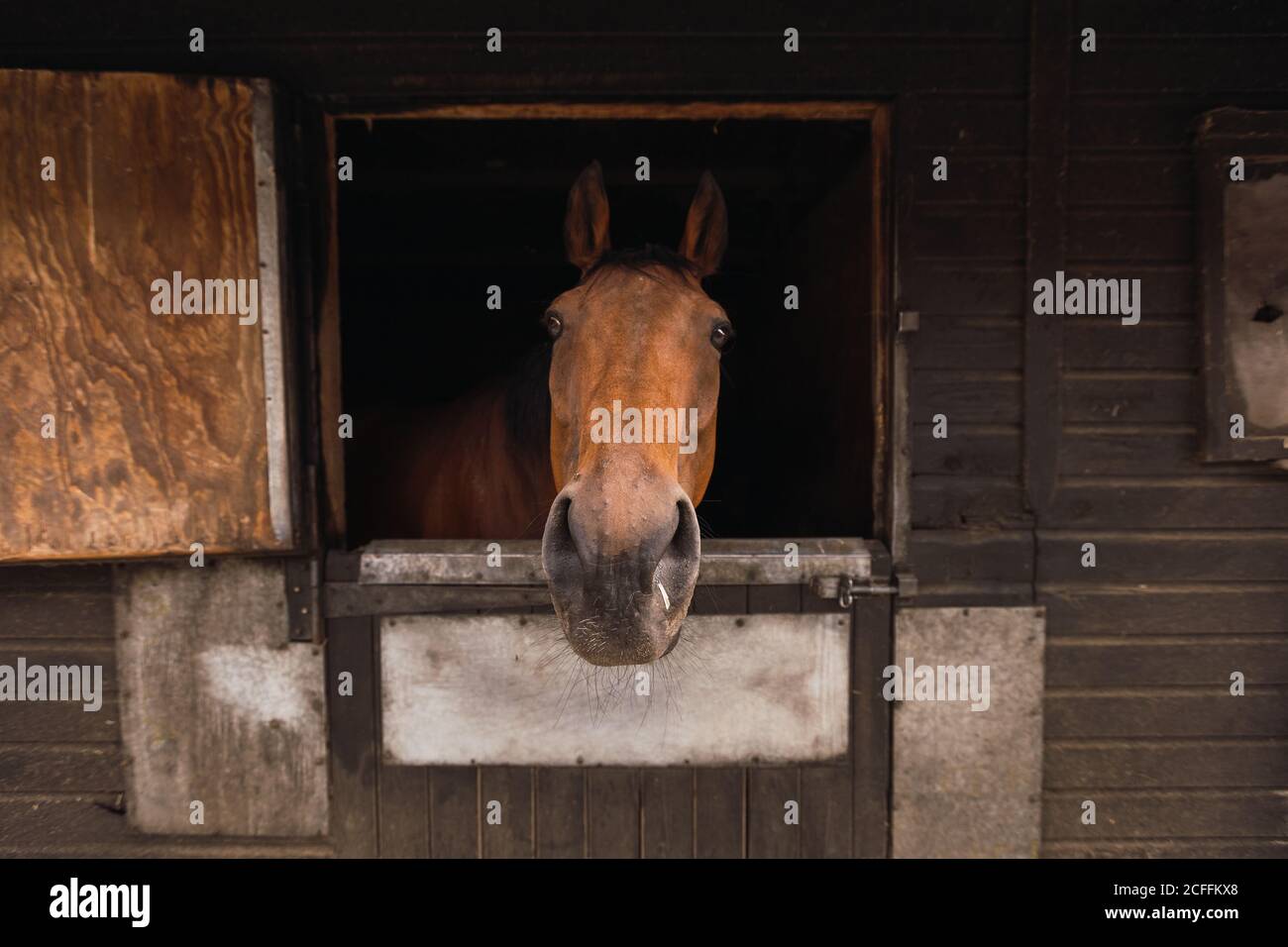 Brown horse in wooden stable Stock Photo - Alamy