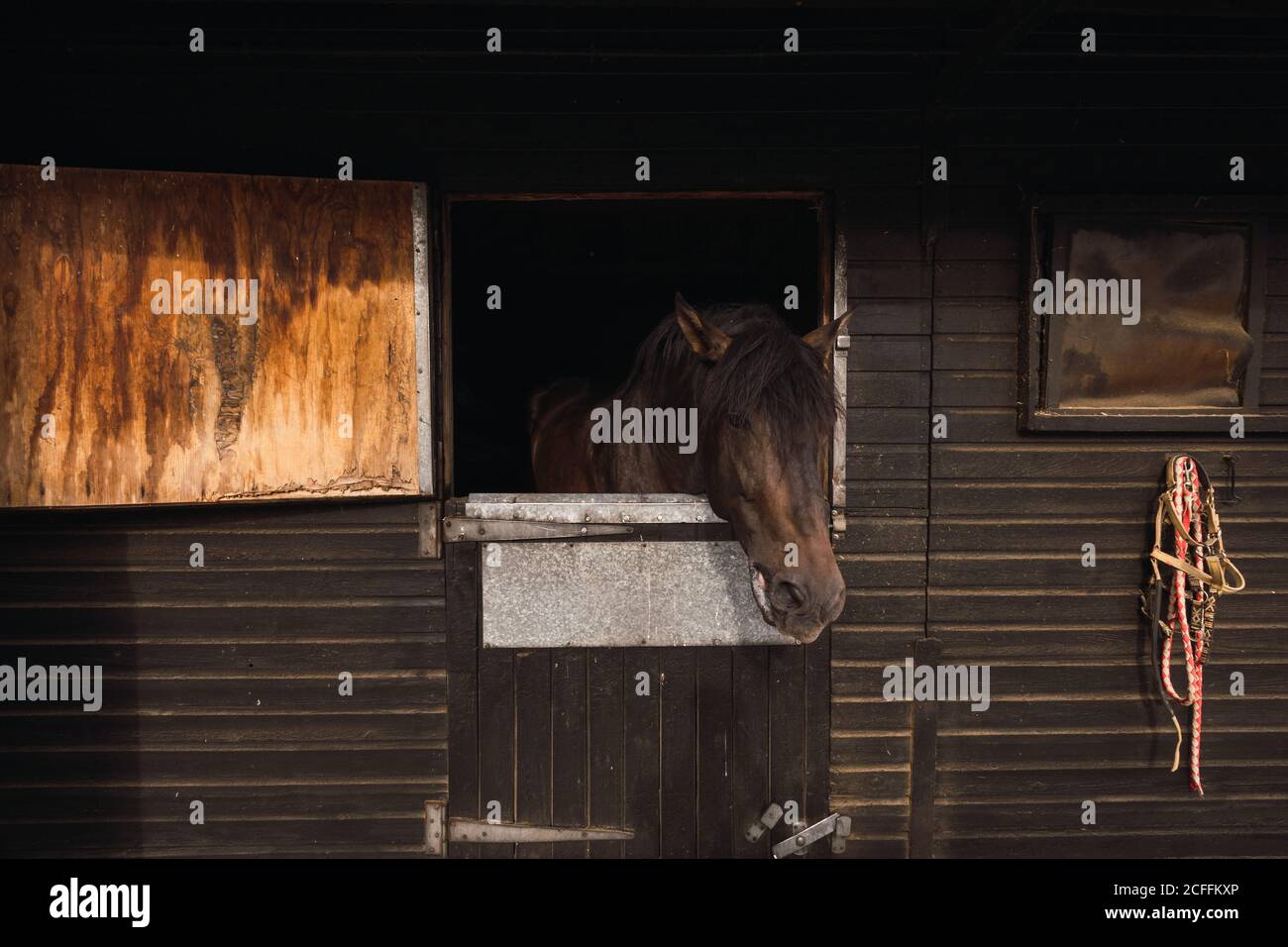 Brown horse in wooden stable Stock Photo - Alamy
