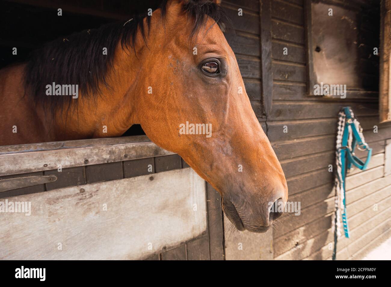 Brown horse in wooden stable Stock Photo - Alamy