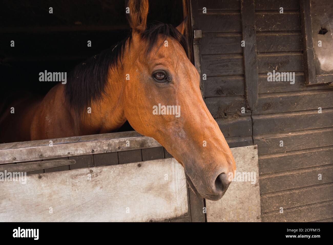 Brown horse in wooden stable Stock Photo - Alamy