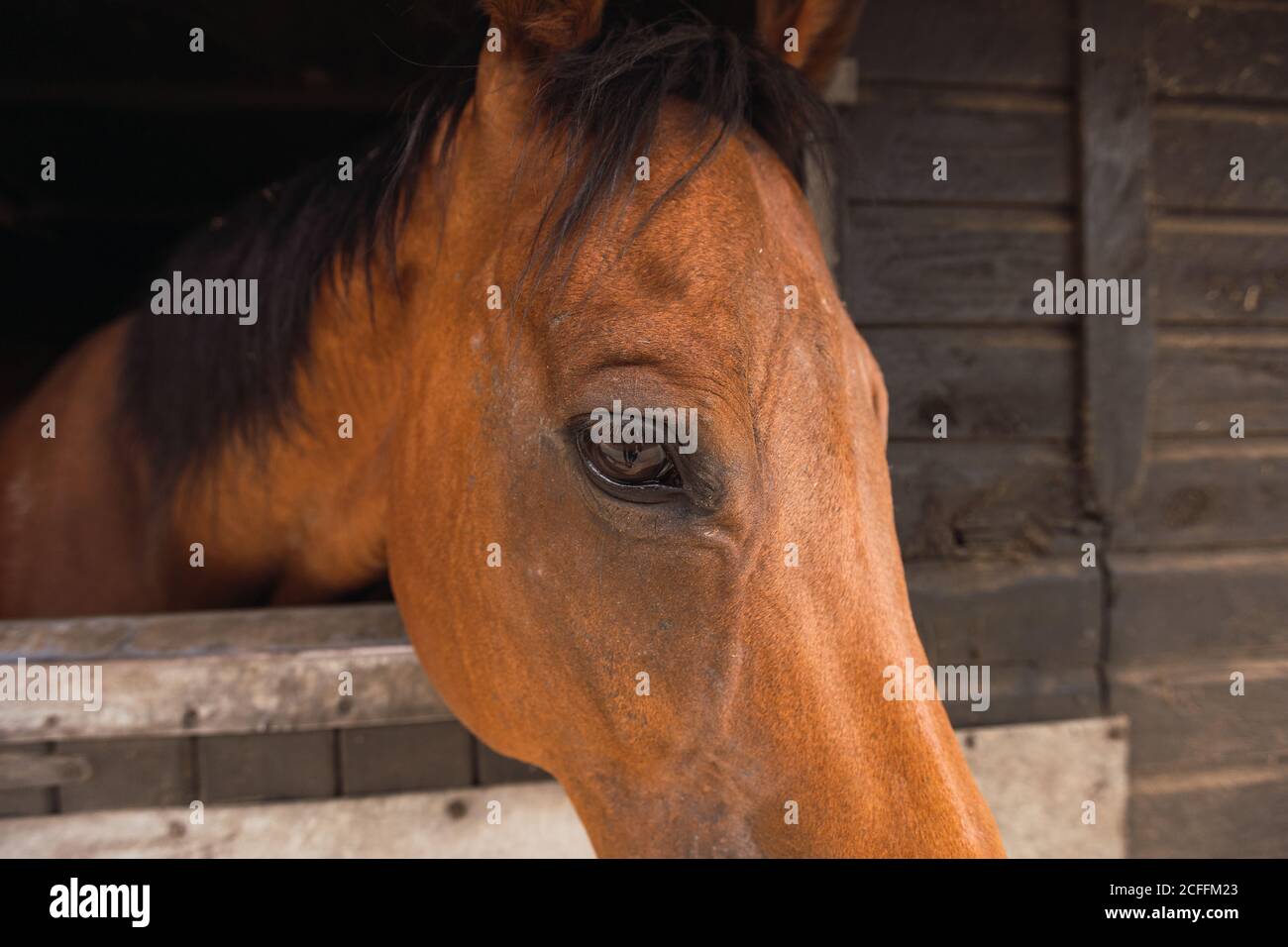 Brown horse in wooden stable Stock Photo - Alamy