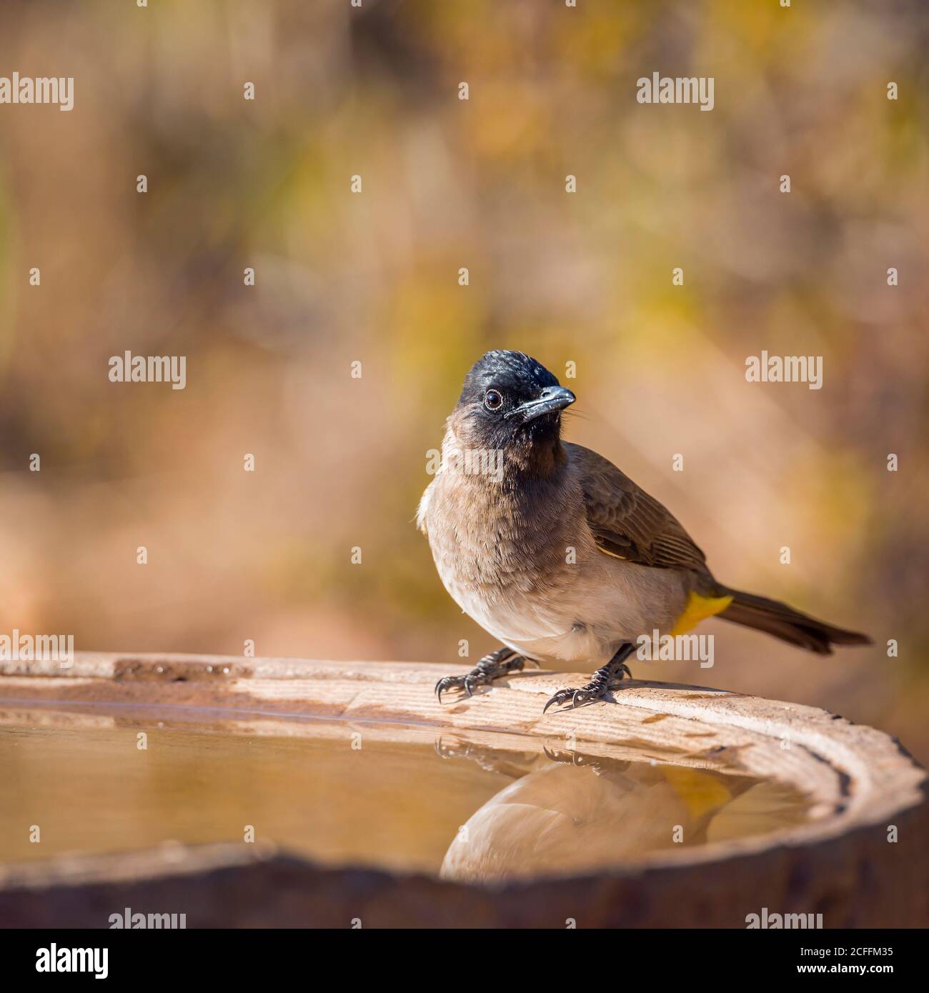 Dark capped Bulbul standing at water pond in Kruger National park ...