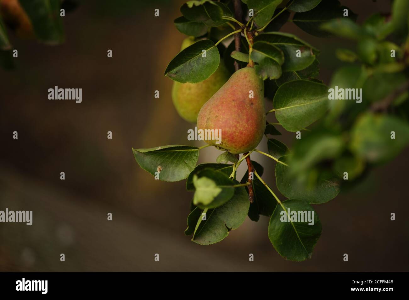 Close-up of pear tree with ripe fruit on the branch Stock Photo - Alamy