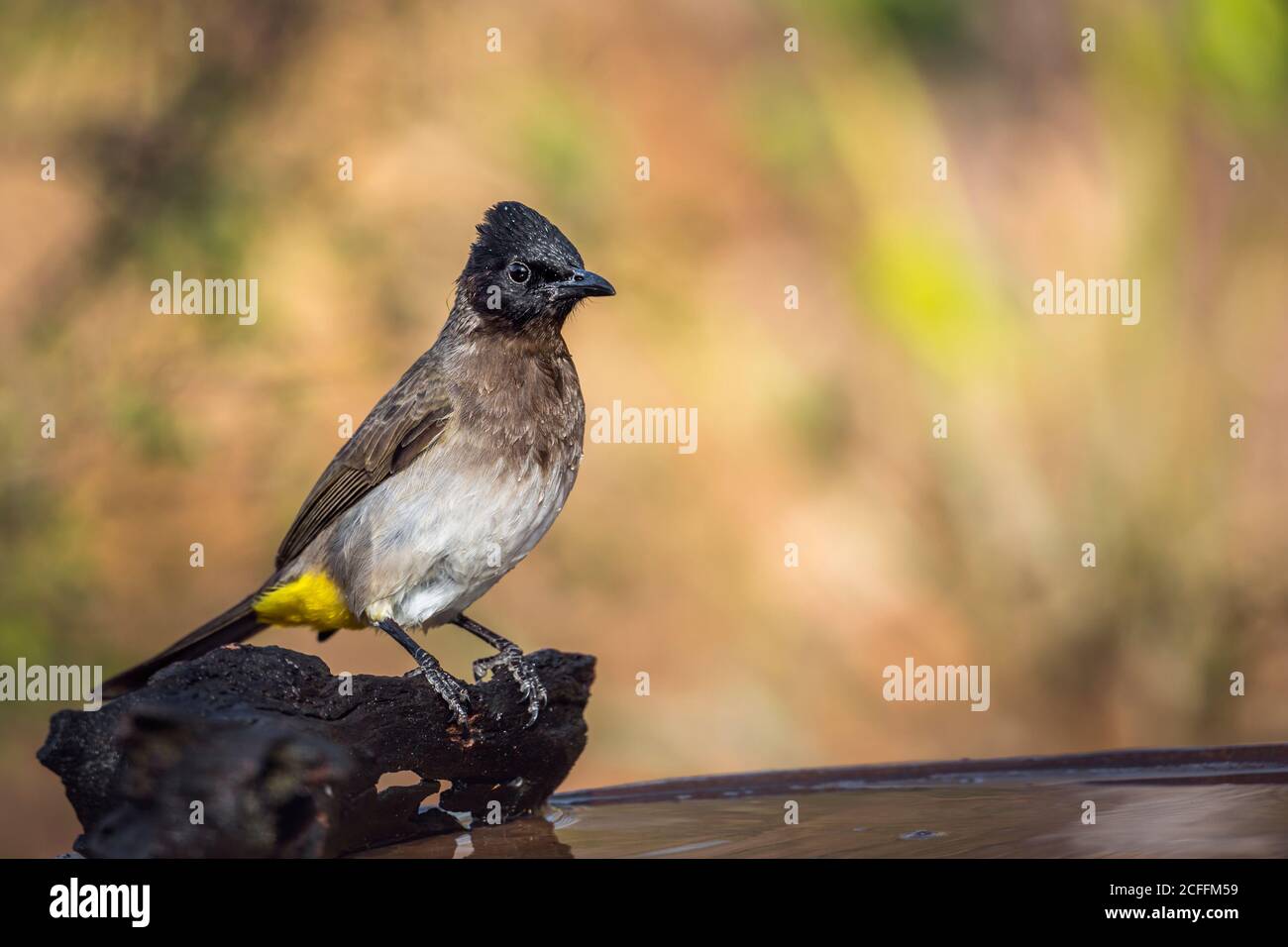 Dark capped Bulbul standing at water pond in Kruger National park ...