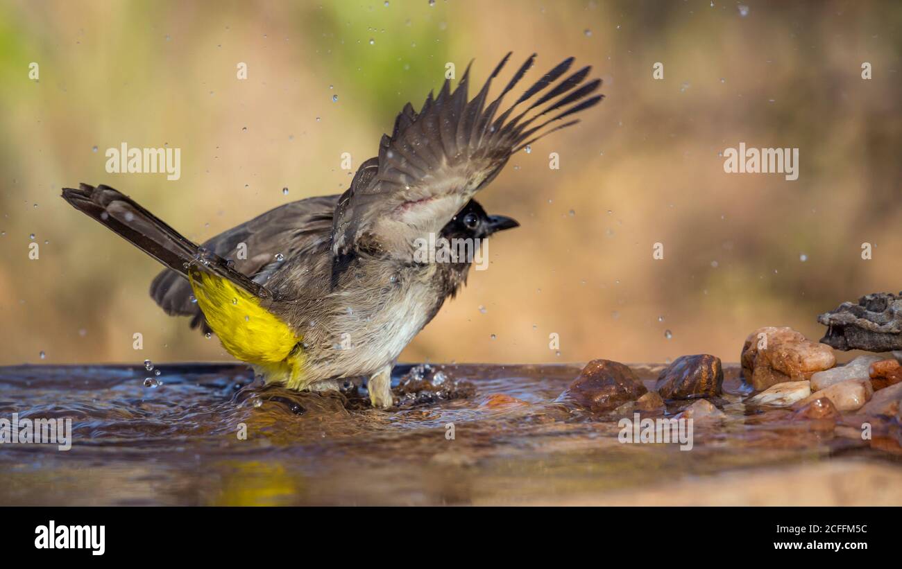 Dark capped Bulbul bathing in water pond in Kruger National park, South ...