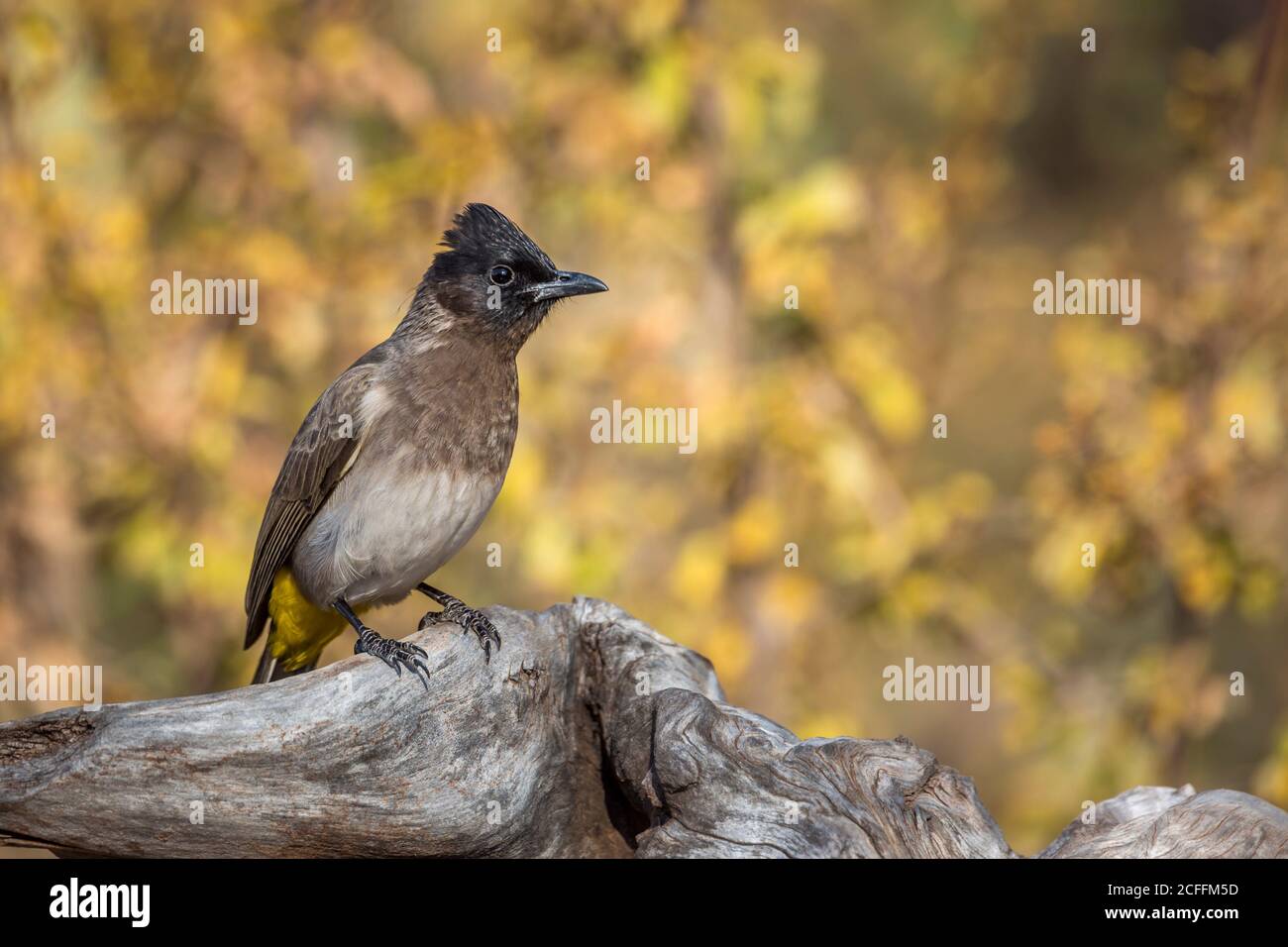 Dark capped Bulbul standing on log isolated in natural background in ...