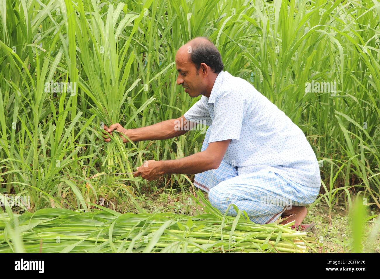 Napier grass hi-res stock photography and images - Alamy