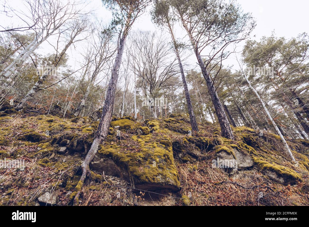 Low angle of wavy trees with leaves over cloudy sky Stock Photo - Alamy