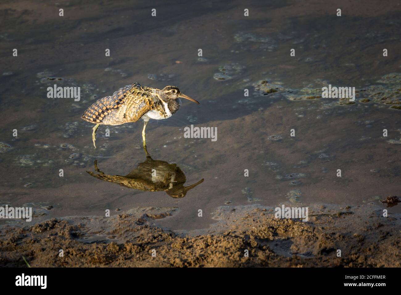 Greater Painted-snipe spreading wings with reflection in Kruger ...