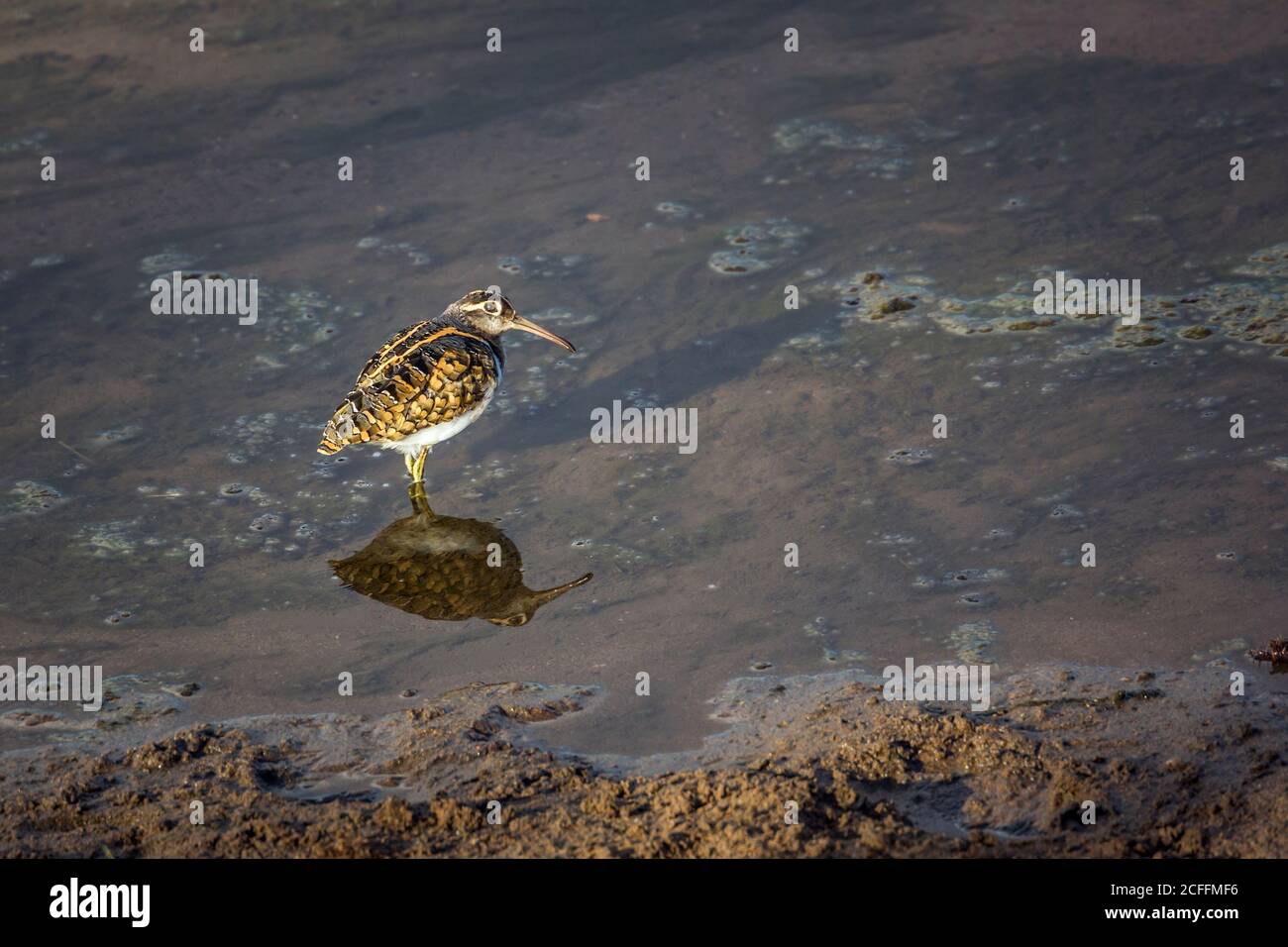 Greater Painted-snipe in Kruger National park, South Africa ; Specie ...