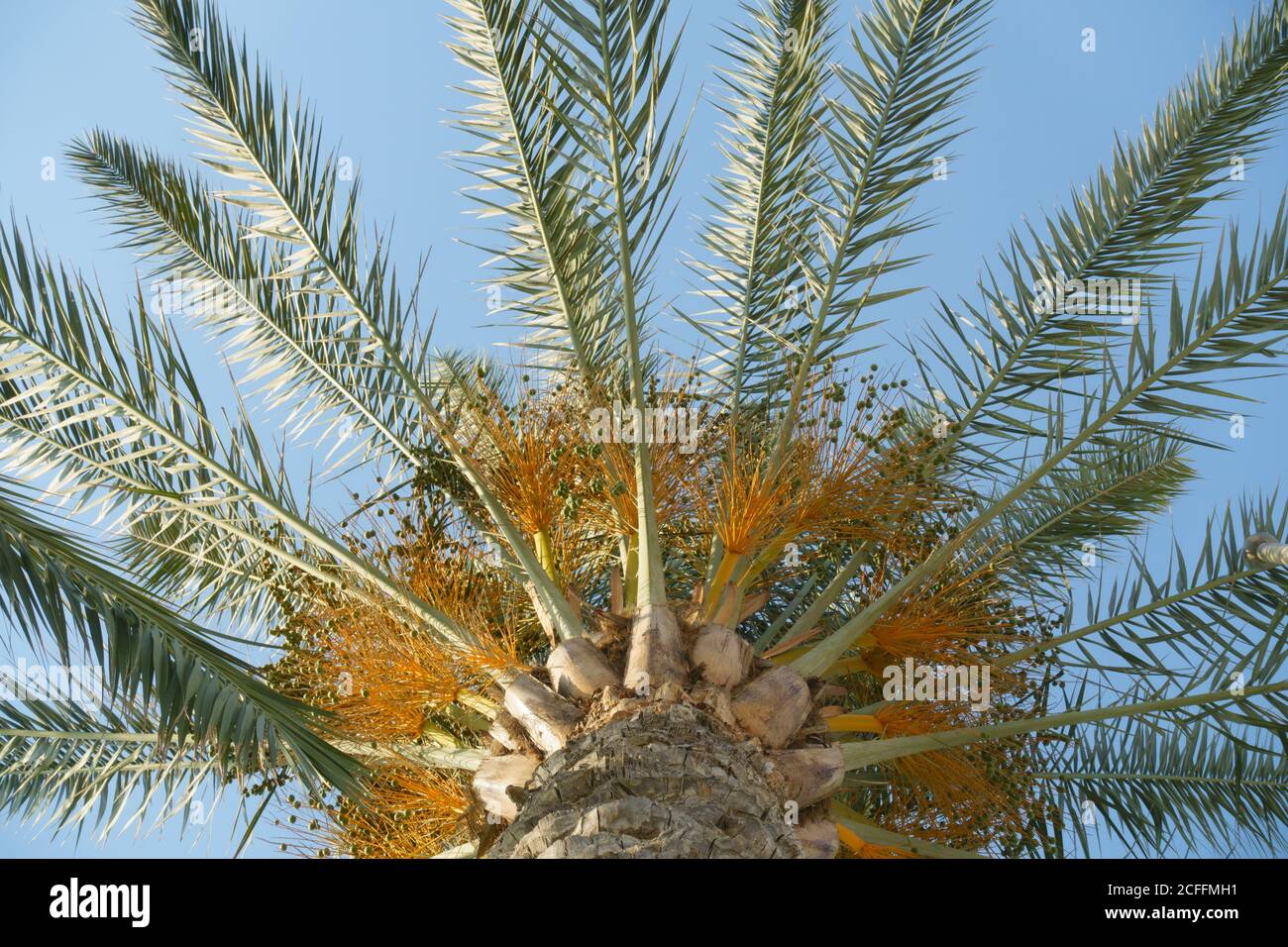 palm tree branches stretch out against the blue sky Stock Photo - Alamy