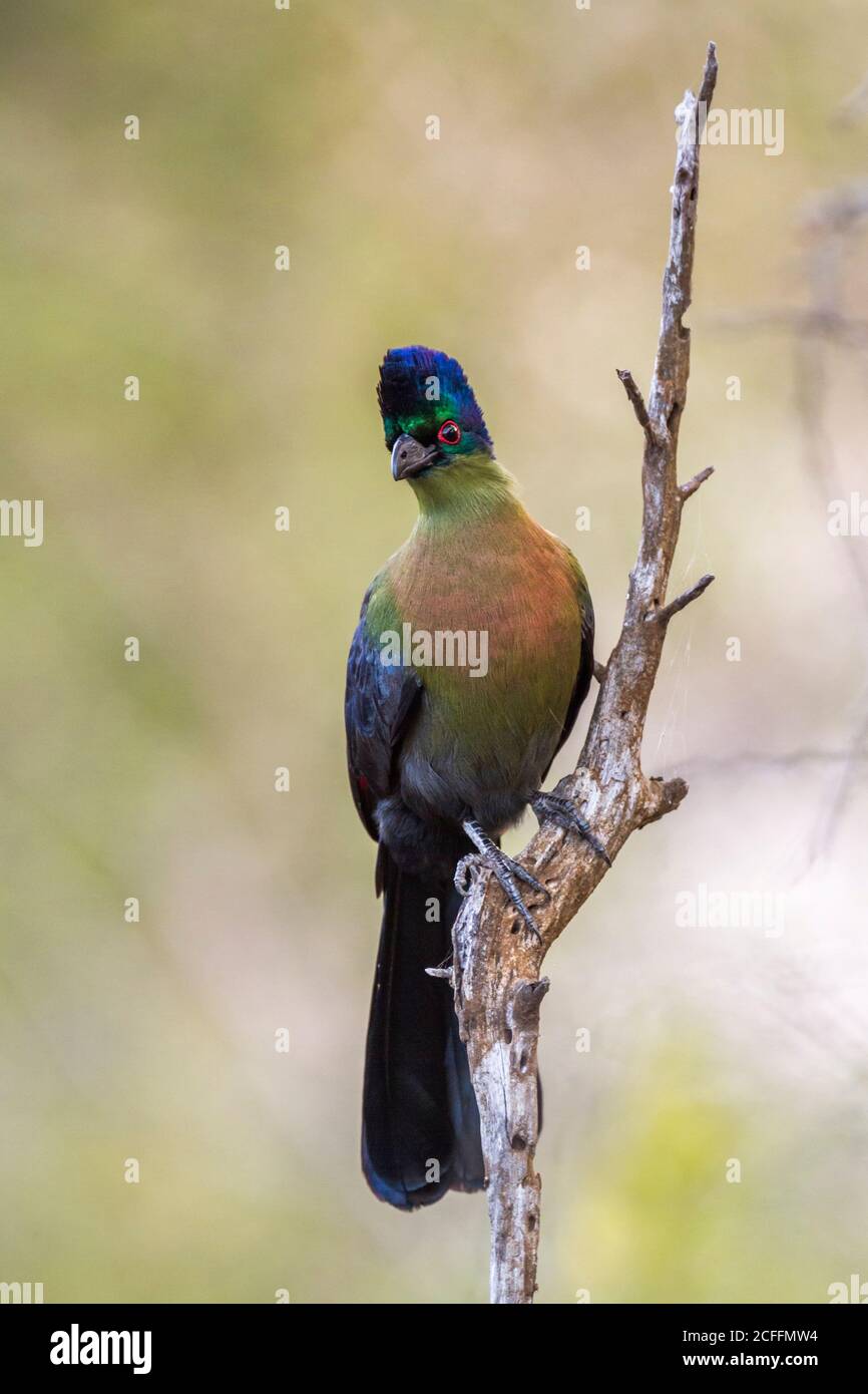 Purple crested Turaco isolated in natural background in Kruger National ...