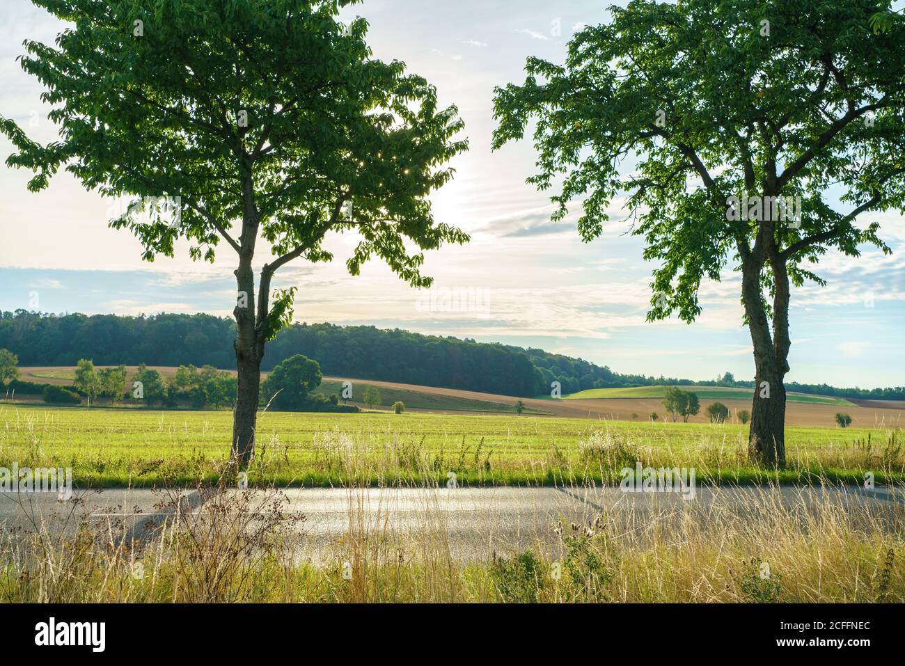 Trees on a country road in the midday sun Stock Photo - Alamy