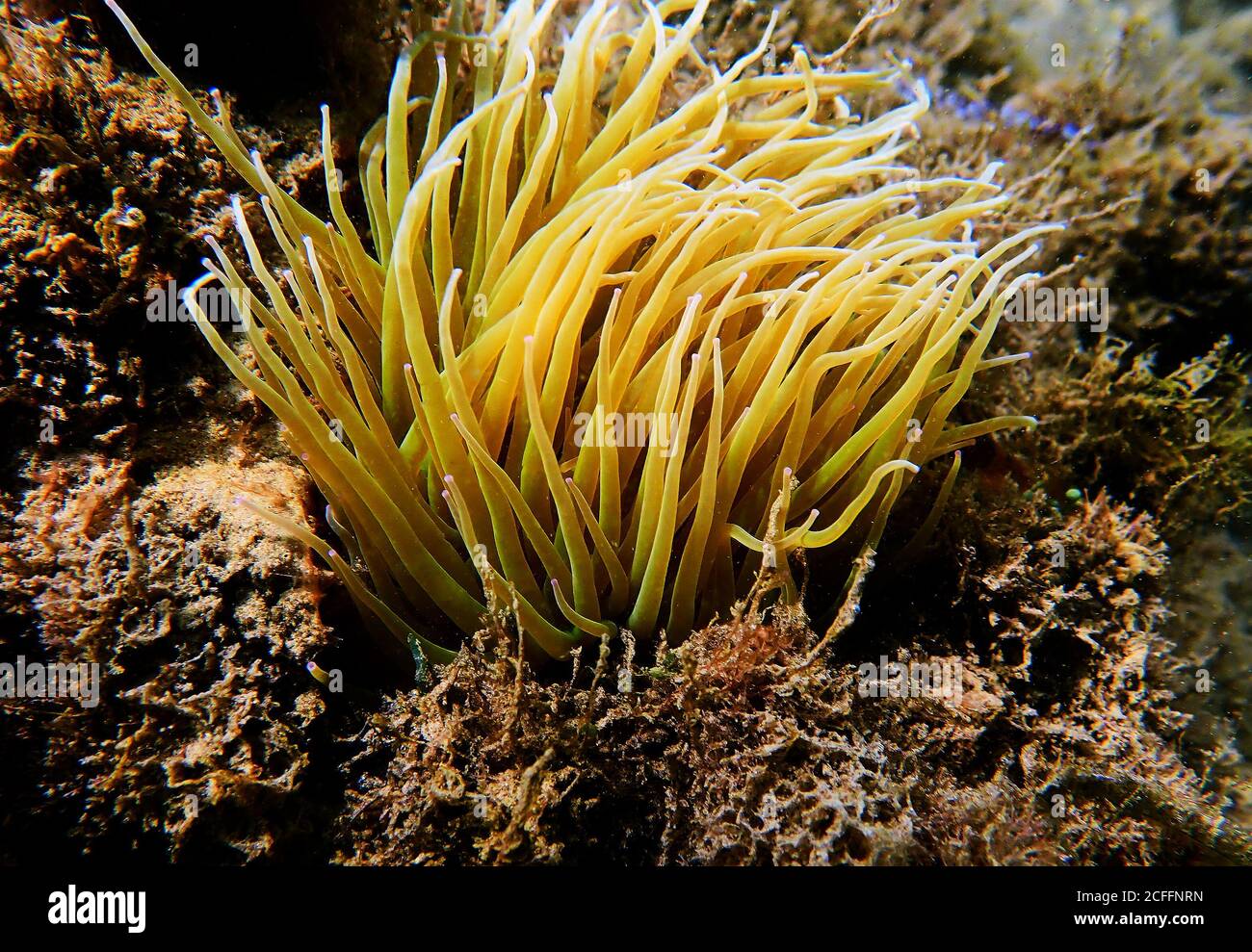 Mediterranean snakelocks sea anemone - Anemonia sulcata Stock Photo - Alamy