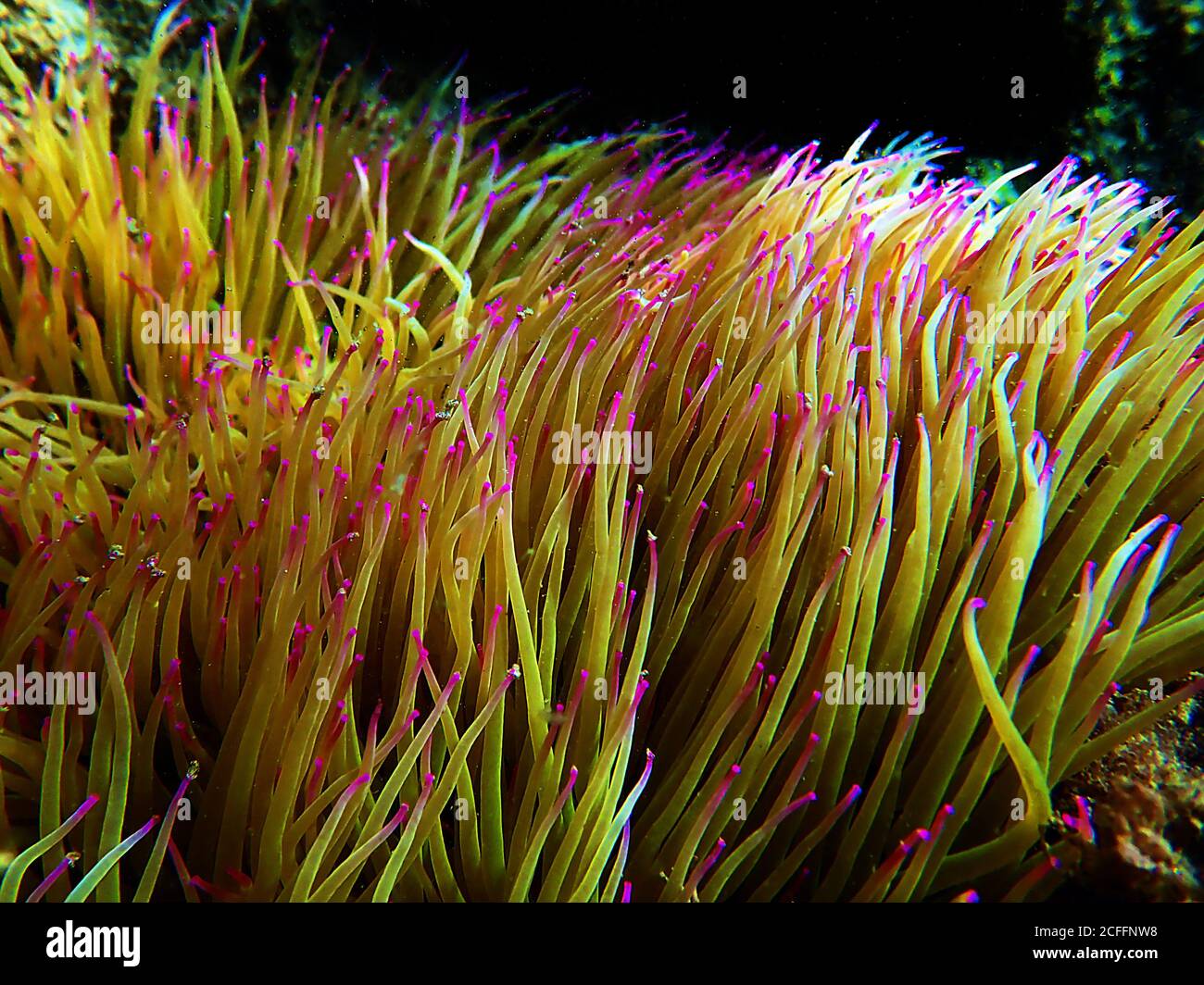 Mediterranean snakelocks sea anemone - Anemonia sulcata Stock Photo - Alamy