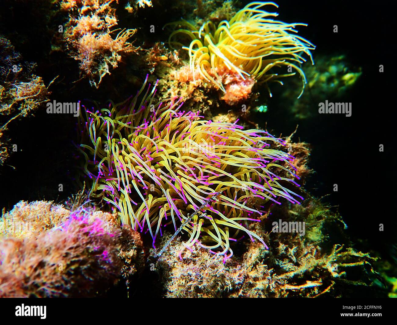 Mediterranean snakelocks sea anemone - Anemonia sulcata Stock Photo - Alamy