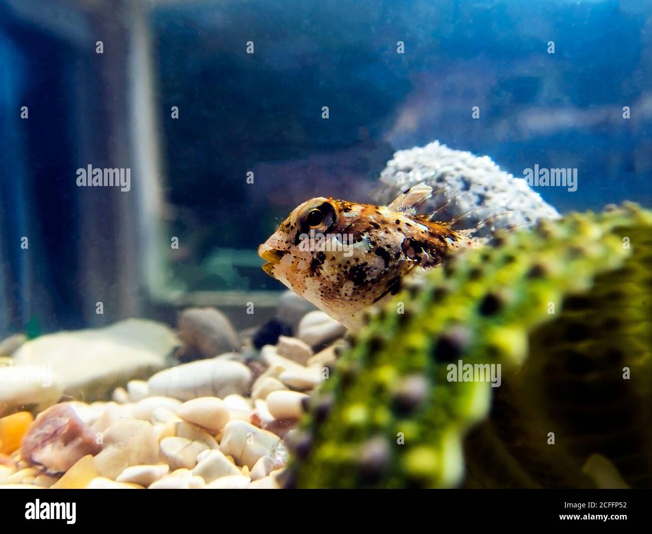 Species of combtooth Mediterranean blenny fish - Lipophrys trigloides ...
